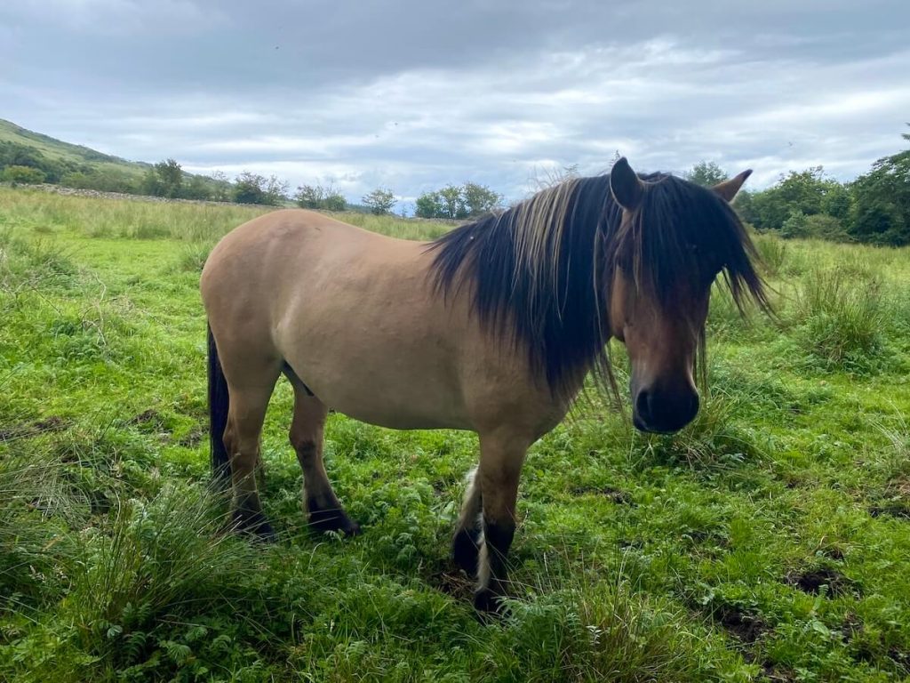 Visiting the Isle of Rum - Ultimate Guide for 2025